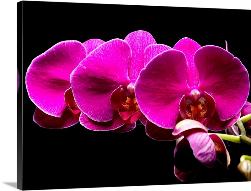 Purple Orchids | Great Big Canvas