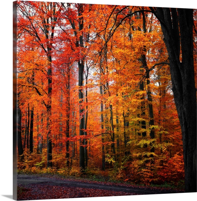 Rainbow Fall | Great Big Canvas