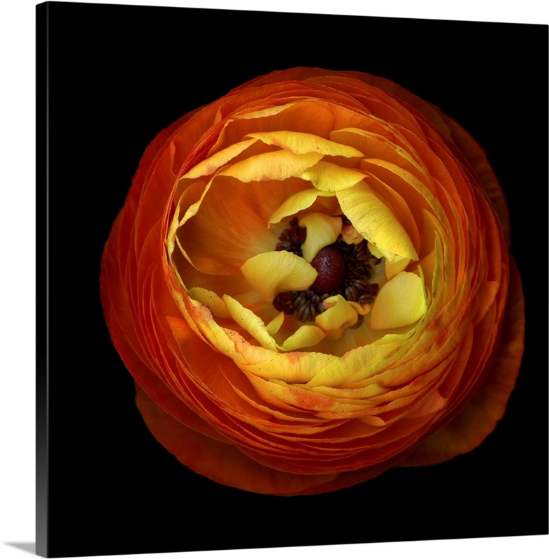 Ranunculus Wall Art, Canvas Prints, Framed Prints, Wall Peels | Great ...