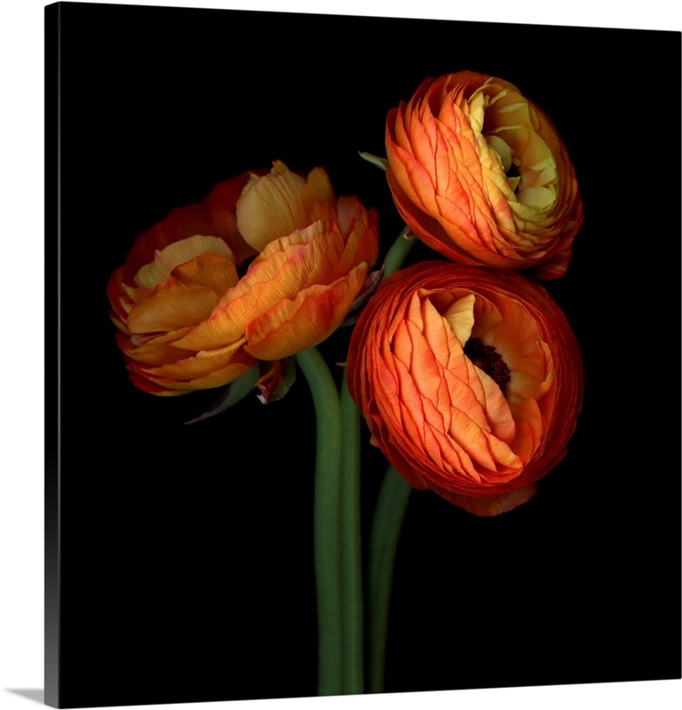 Ranunculus Orange | Great Big Canvas