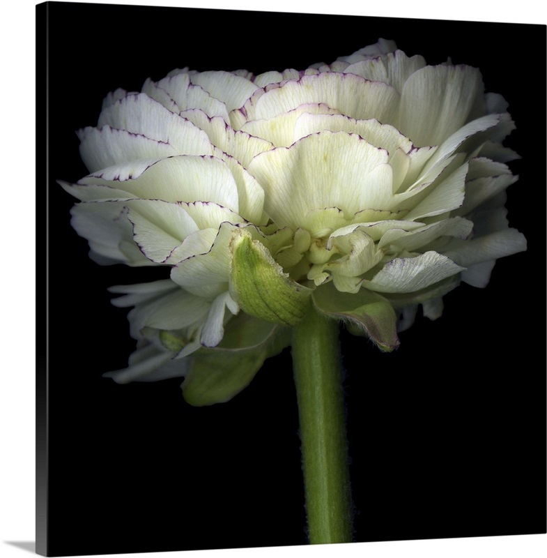 Ranunculus White | Great Big Canvas