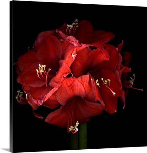 Red Amaryllis | Great Big Canvas