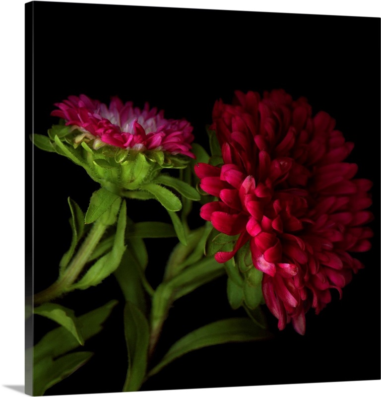 Red Aster | Great Big Canvas