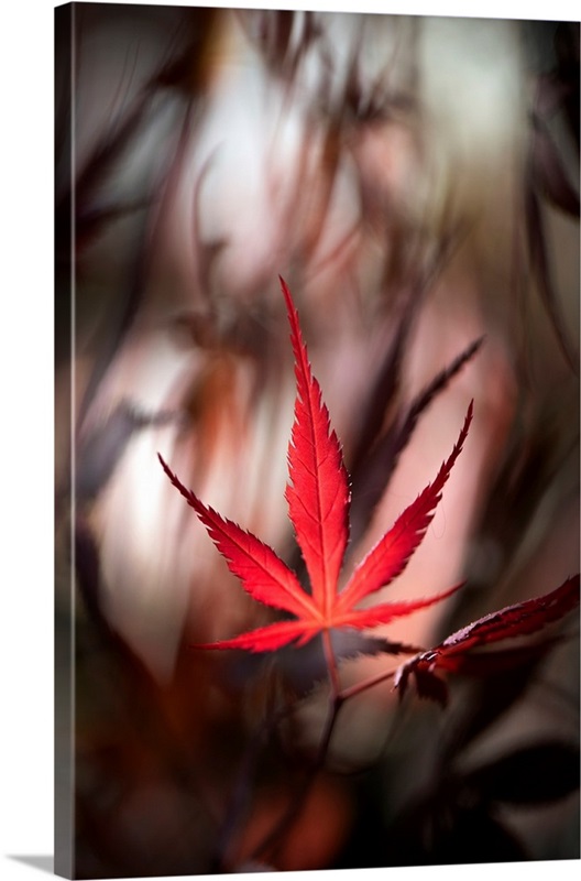 Red Flame Wall Art, Canvas Prints, Framed Prints, Wall Peels | Great ...