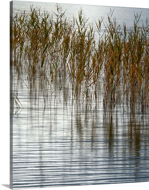 Reeds | Great Big Canvas