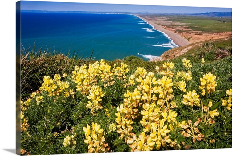Scenic view of a shoreline with Yellow Wildflowers, Point Reyes | Great ...