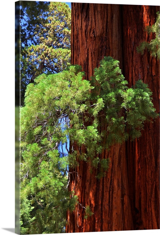 Sequoia Art | Great Big Canvas