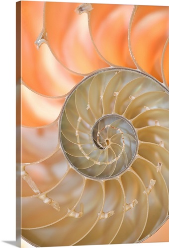 Shells 4 | Great Big Canvas