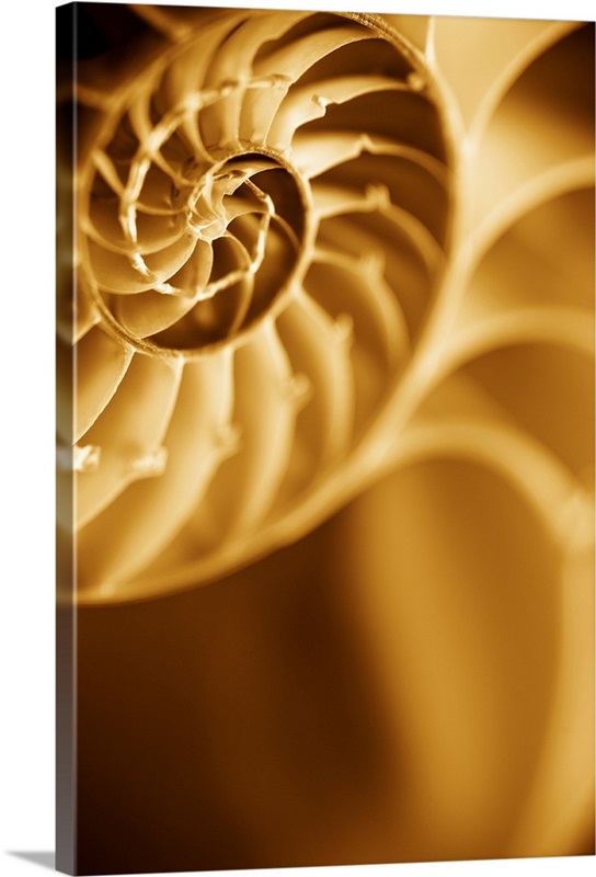 Shells 5 | Great Big Canvas