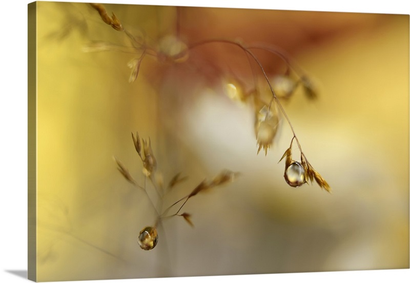 Soft Sunshine | Great Big Canvas