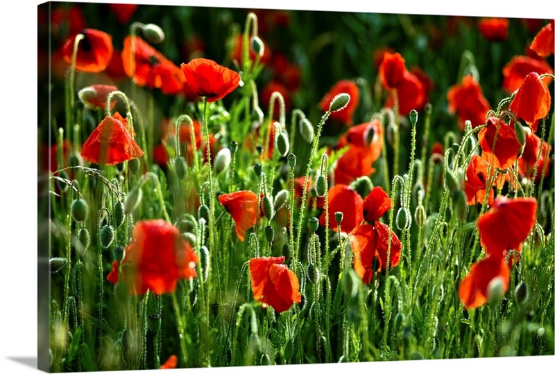 Spring Has Sprung | Great Big Canvas