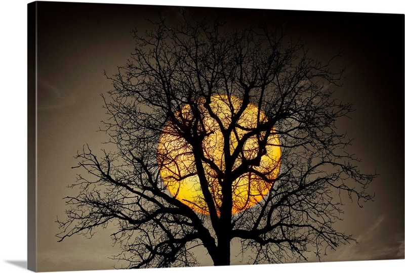 Sunset Behind a Tree | Great Big Canvas