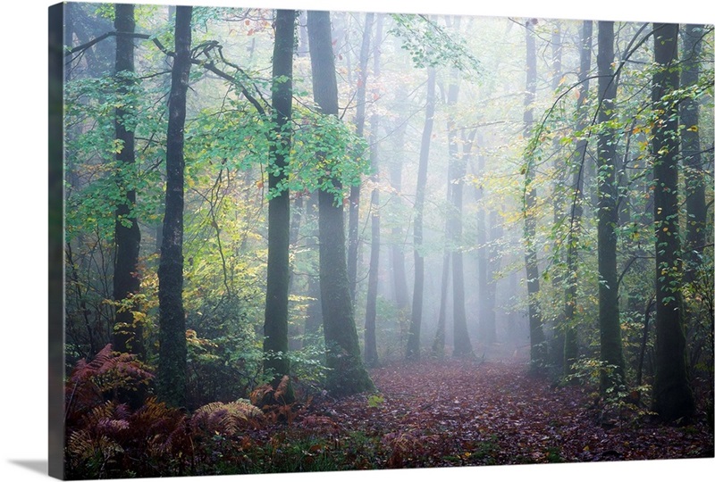 Sweet Forest | Great Big Canvas