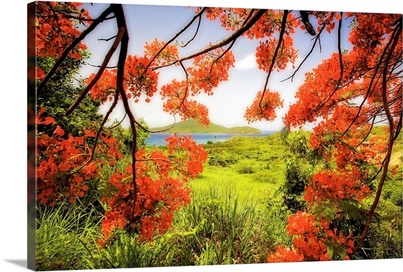 Tamarind Bay View Through a Flamboyan Tree, Culebra Island, Puer ...