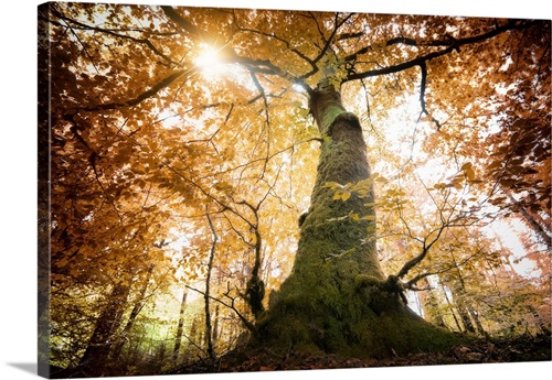 The Big Red Oak | Great Big Canvas