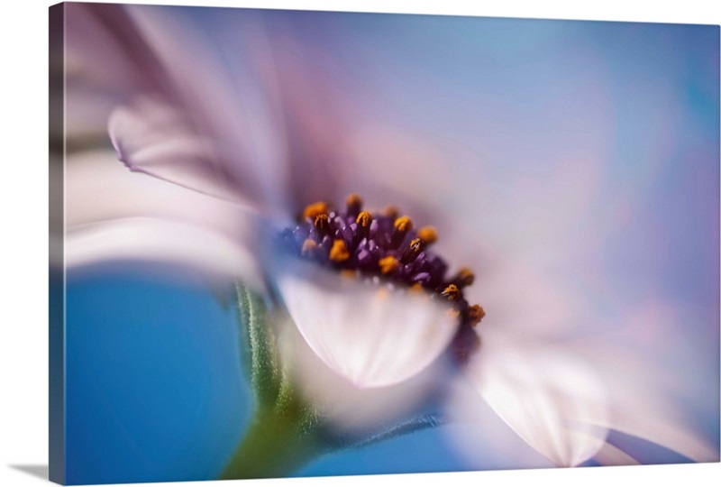 The Daisy Experiment | Great Big Canvas