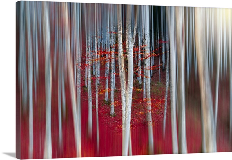 The Dance Of Trees | Great Big Canvas