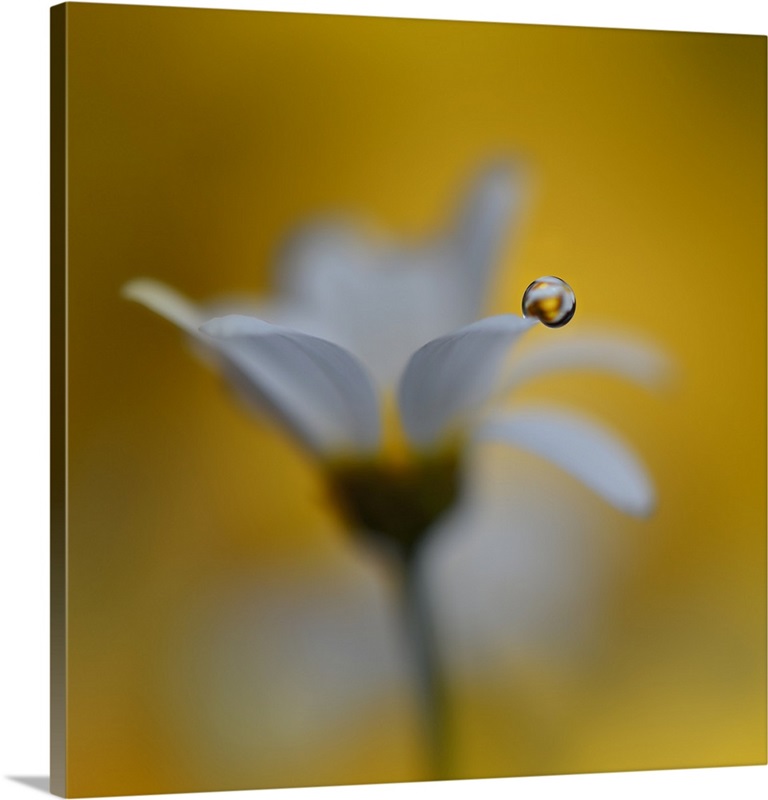 The Golden One | Great Big Canvas
