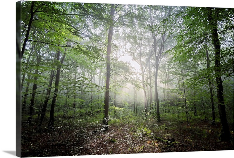 The Light Forest II | Great Big Canvas