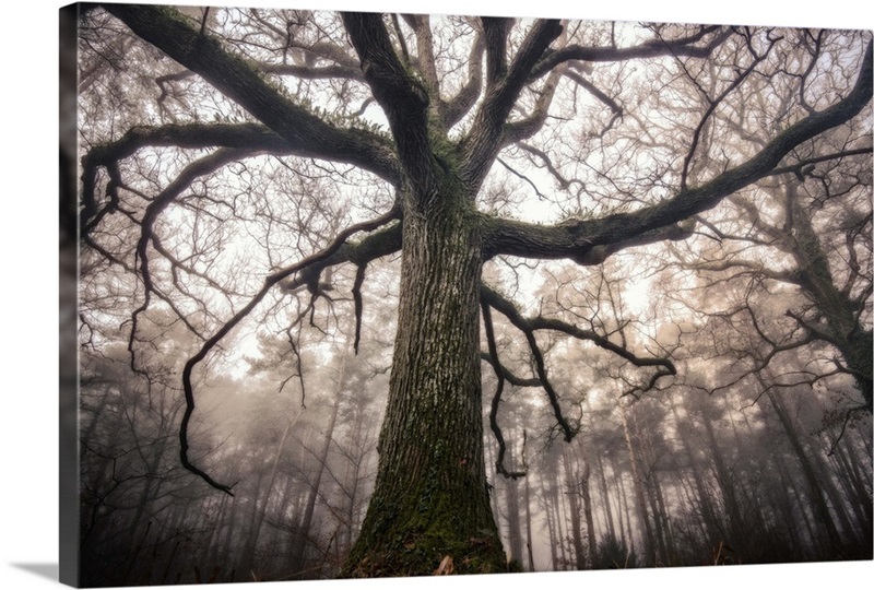 the old oak | Great Big Canvas