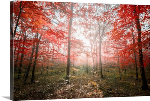 The Red Forest | Great Big Canvas