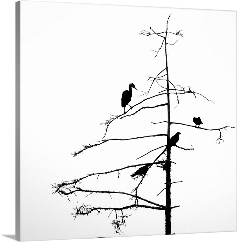 Three Crows and a Heron | Great Big Canvas
