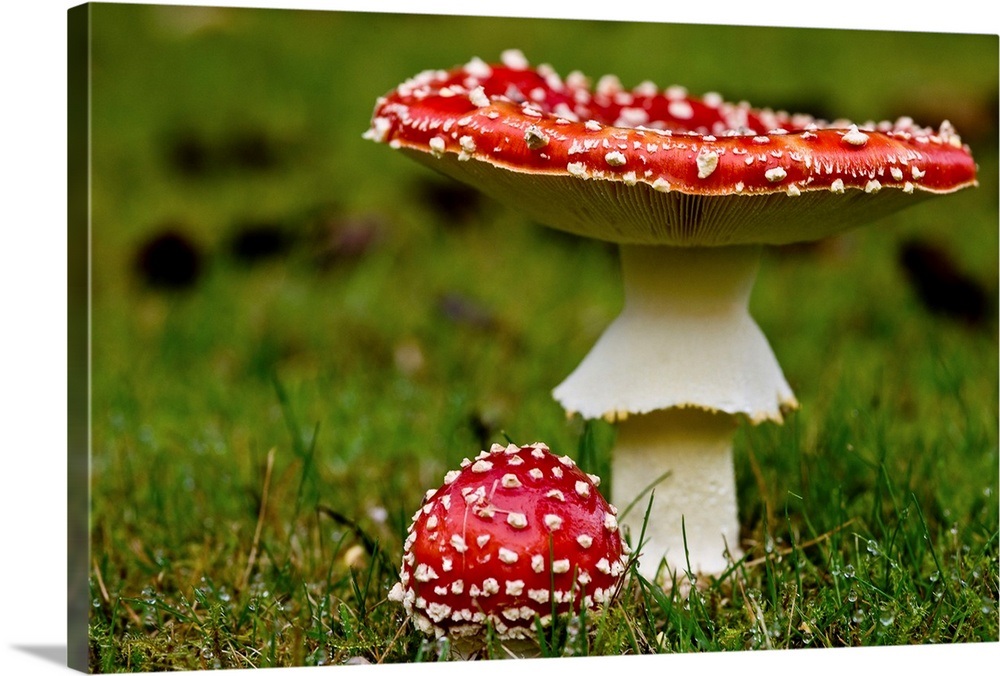 Toadstools Wall Art Canvas Prints Framed Prints Wall Peels Great