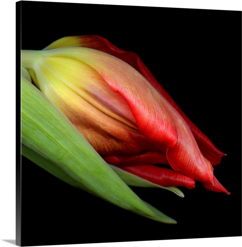 Tulip | Great Big Canvas