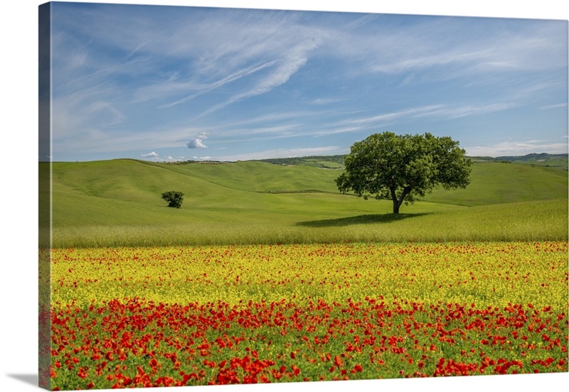 Tuscan Field | Great Big Canvas