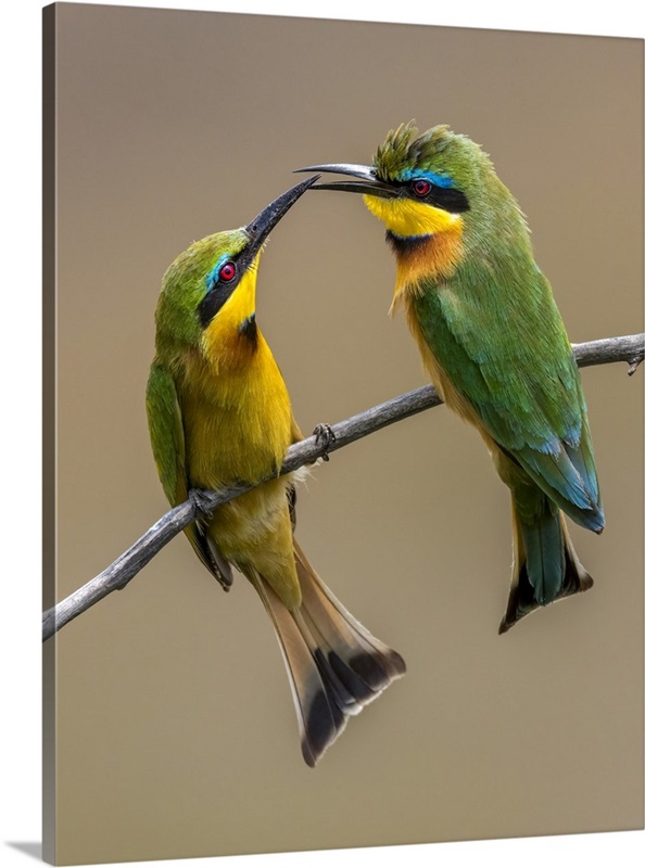 Two Little Bee-Eaters Beak To Beak On Branch, Kenya | Great Big Canvas
