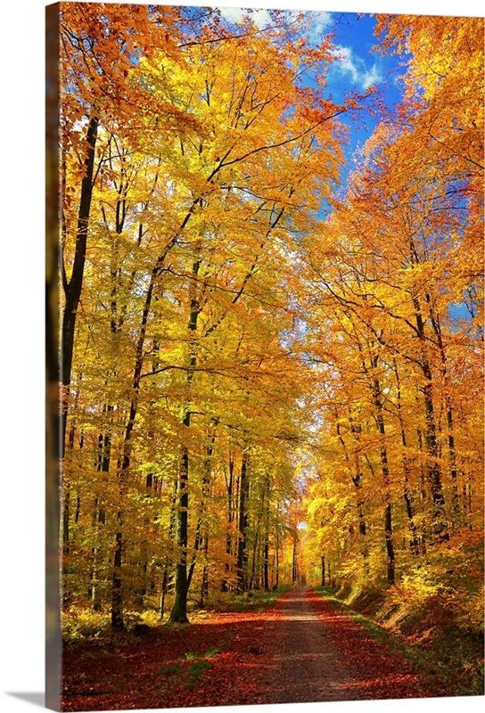 Way To Fall | Great Big Canvas