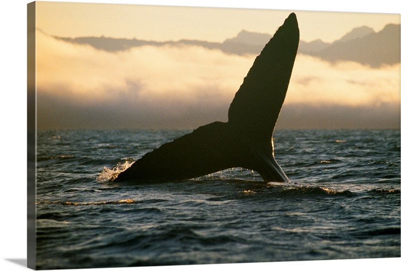 Whales Tale | Great Big Canvas