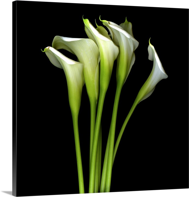 White Calla Lily | Great Big Canvas