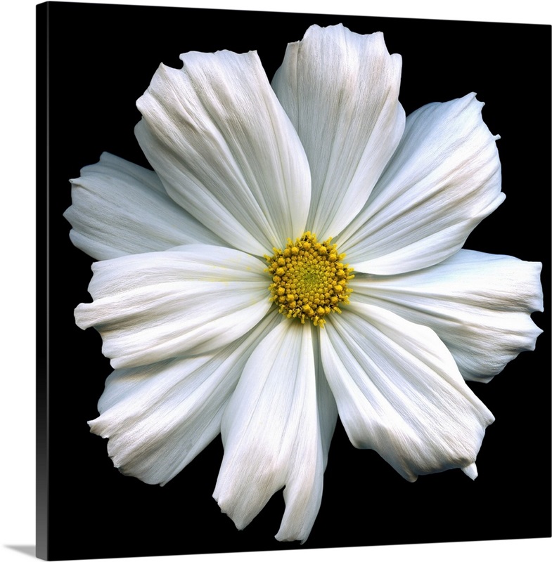 White Cosmos III | Great Big Canvas