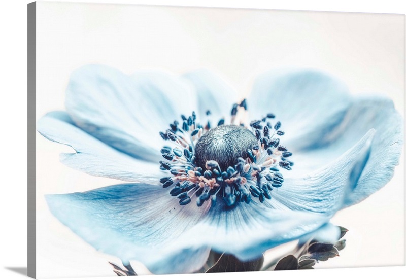 Wind Flower | Great Big Canvas