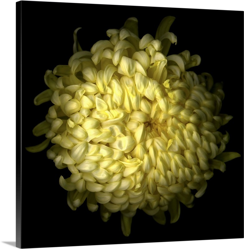 Yellow Chrysanthemum I | Great Big Canvas