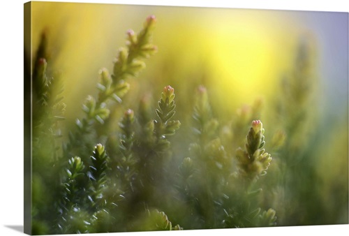 Yellow feeling | Great Big Canvas