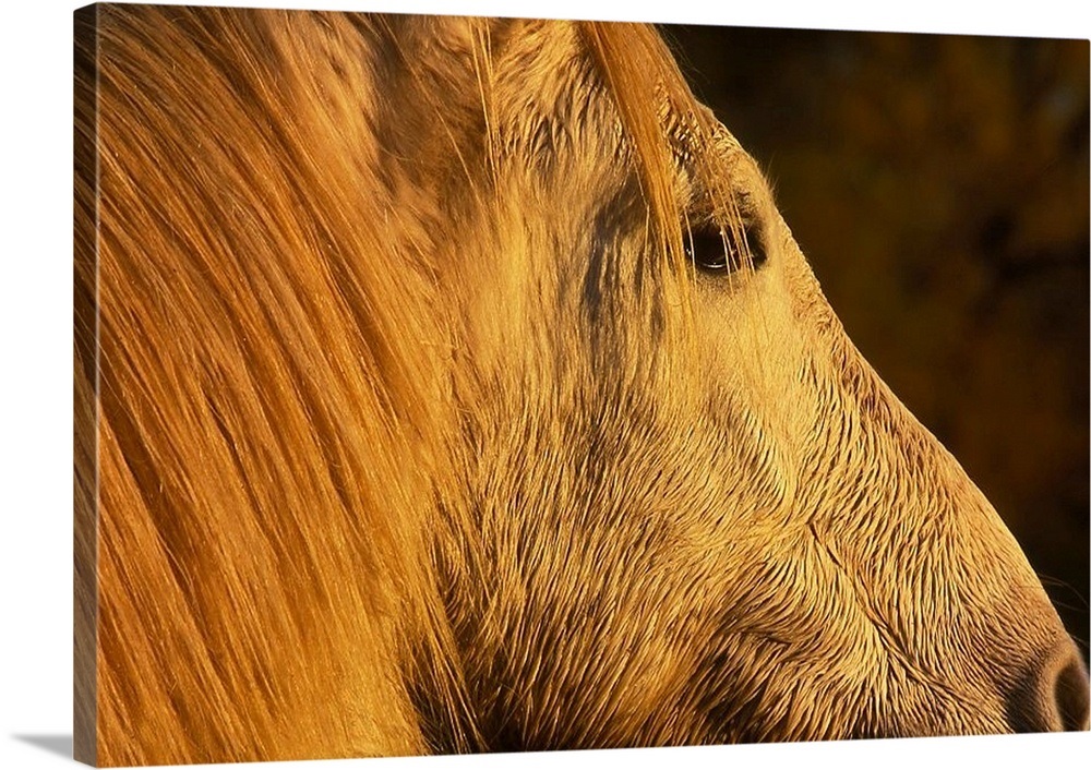 Yellow Horse Wall Art, Canvas Prints, Framed Prints, Wall Peels | Great ...