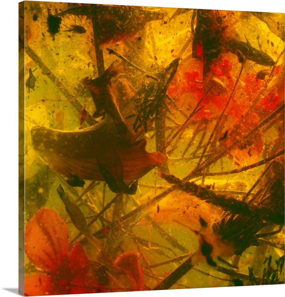 Abstract Plants & Flowers Detail Wall Art, Canvas Prints, Framed Prints ...