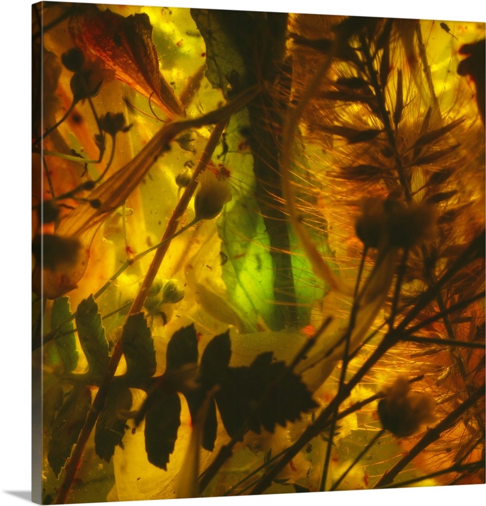 Abstract Plants & Flowers Detail Wall Art, Canvas Prints, Framed Prints ...