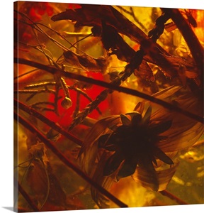 Abstract Plants & Flowers Detail Wall Art, Canvas Prints, Framed Prints ...