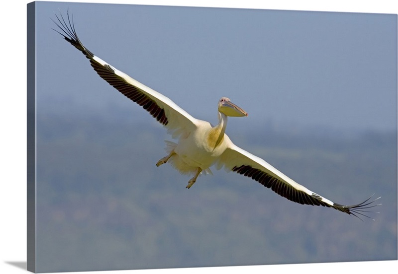 African great white pelican | Great Big Canvas