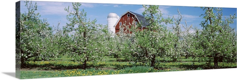 Apple trees in an orchard, Kent County, Michigan | Great Big Canvas