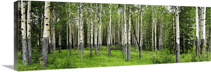 Aspen trees in a forest, Banff, Banff National Park, Alberta, Canada ...