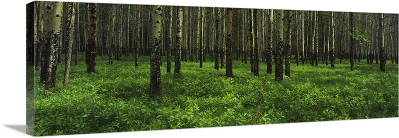 Aspen trees in a forest, Banff National Park, Alberta, Canada | Great ...