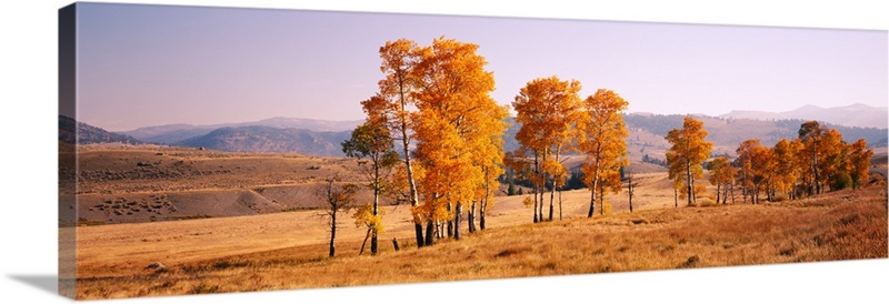Aspen trees in a row on a landscape, Lamar Valley, Yellowstone National ...