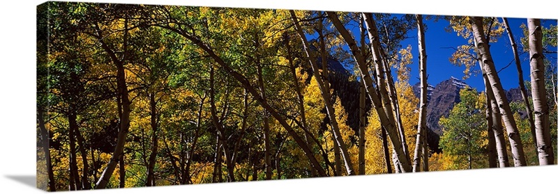 Aspen trees with mountains in the background, Maroon Bells, Aspen ...