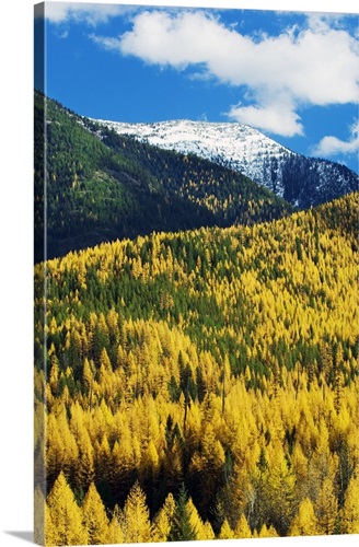 Autumn color larch trees in pine tree forest, Flathead River Valley ...
