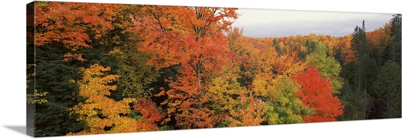 Autumnal trees in a forest, Hiawatha National Forest, Upper Peninsula ...