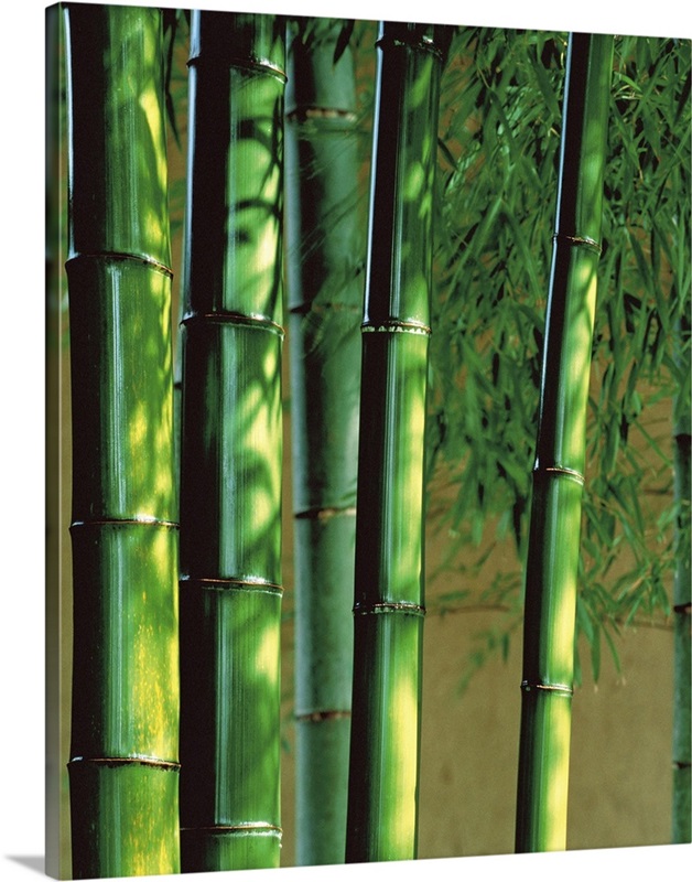 Bamboo stalks | Great Big Canvas
